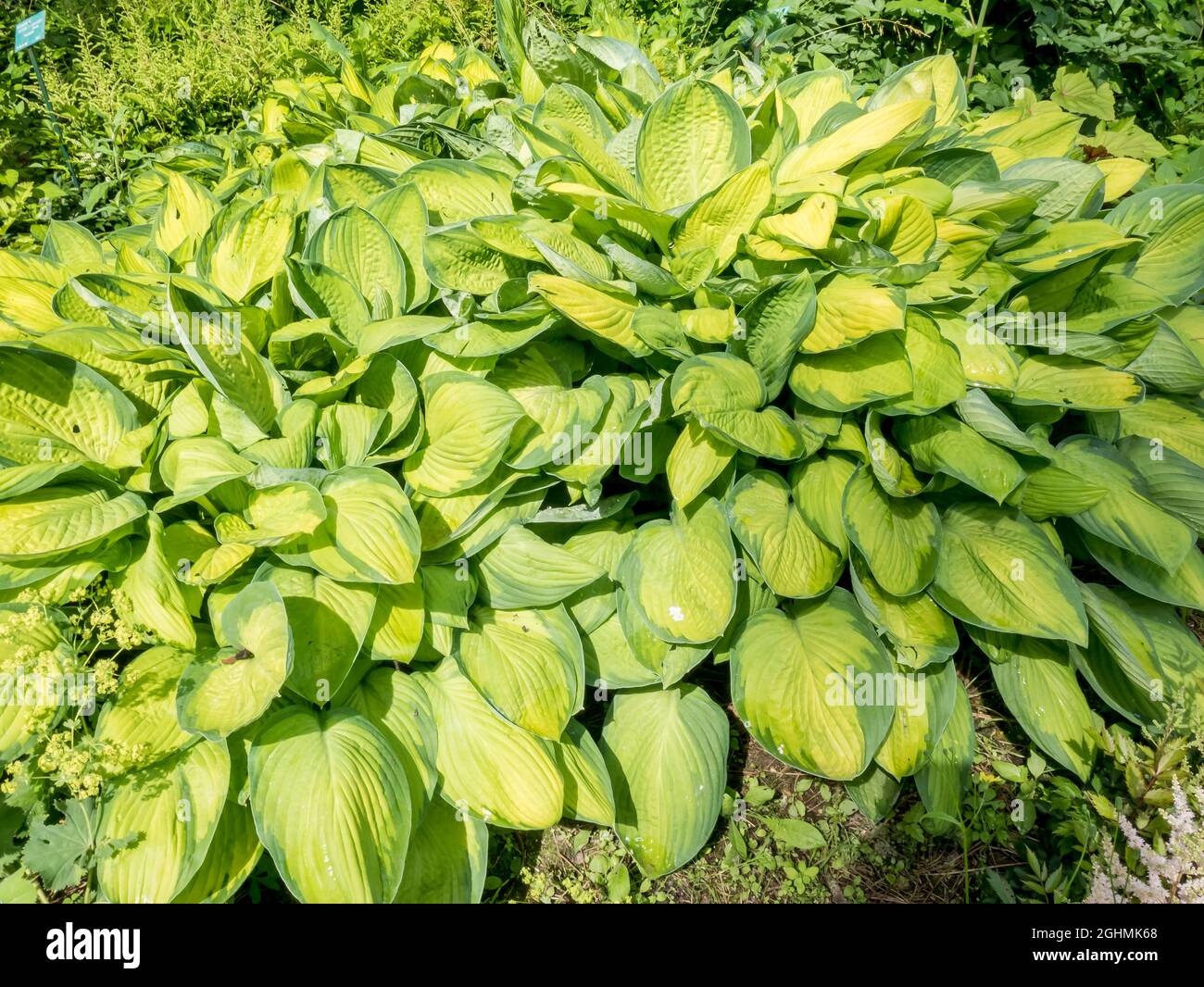 Hosta fortunei 'Gold Standard' Stock Photo - Alamy
