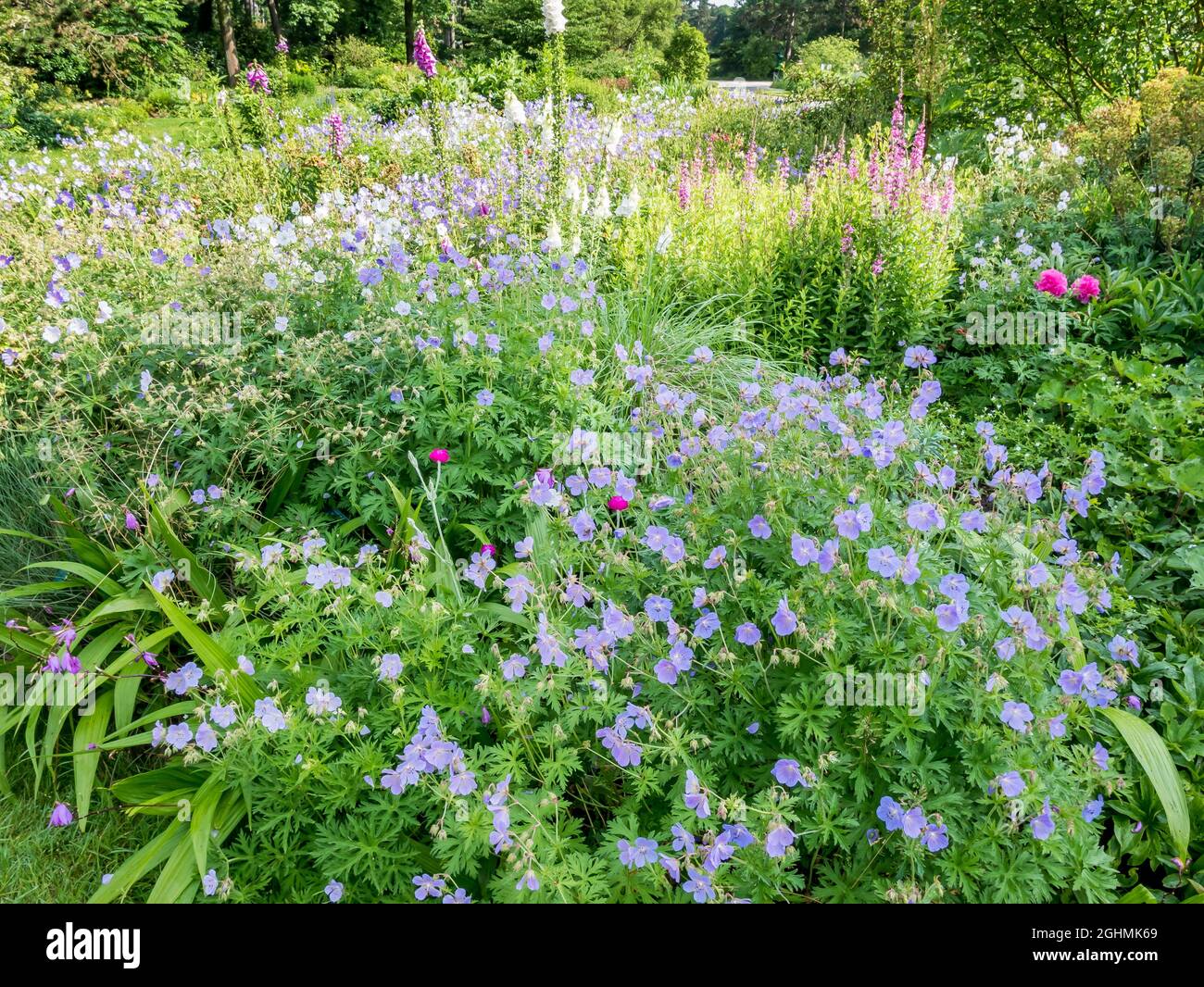 Geranium pratense 'Wisley Blue' Stock Photo - Alamy