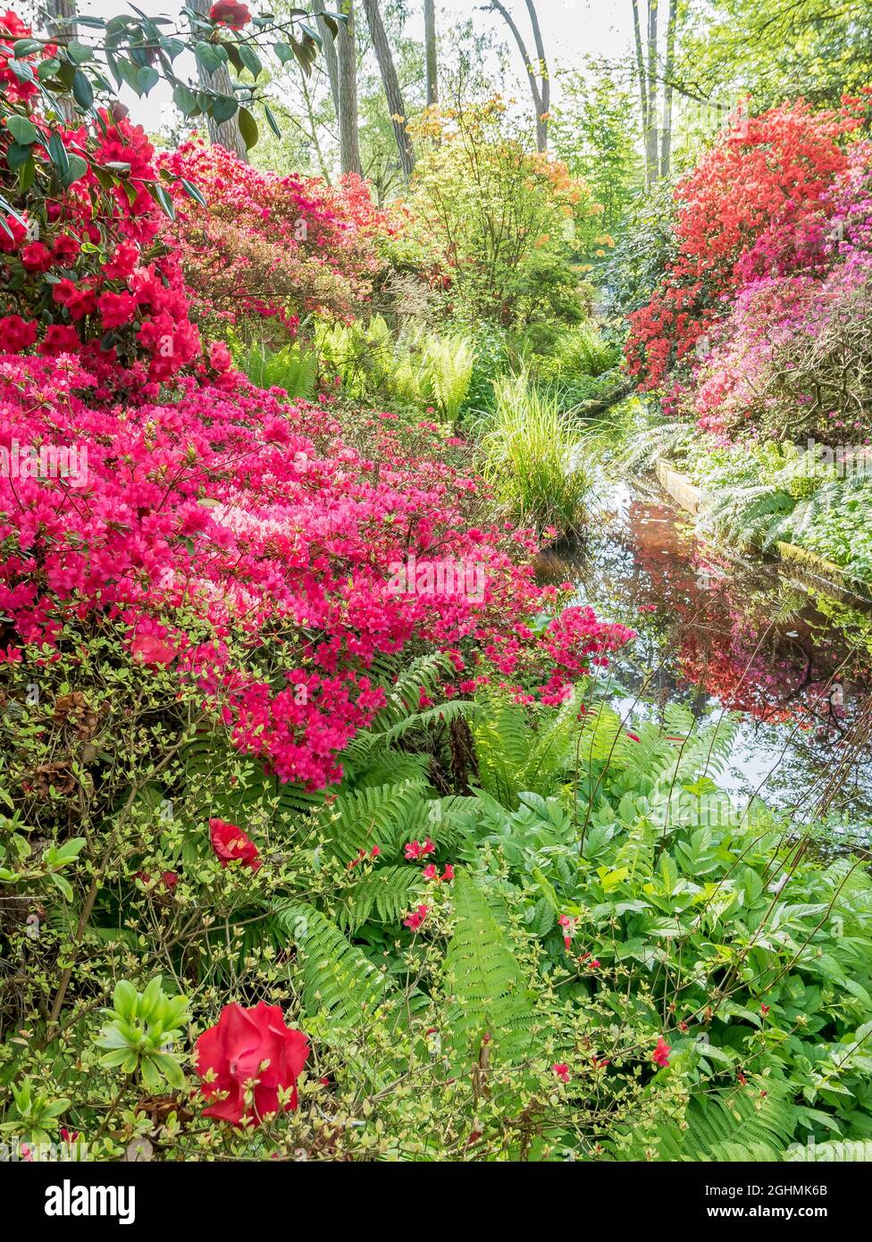 Rhododendrons 'Addy Wery', Rhododendron 'Maxwellii', Parc Floral de ...