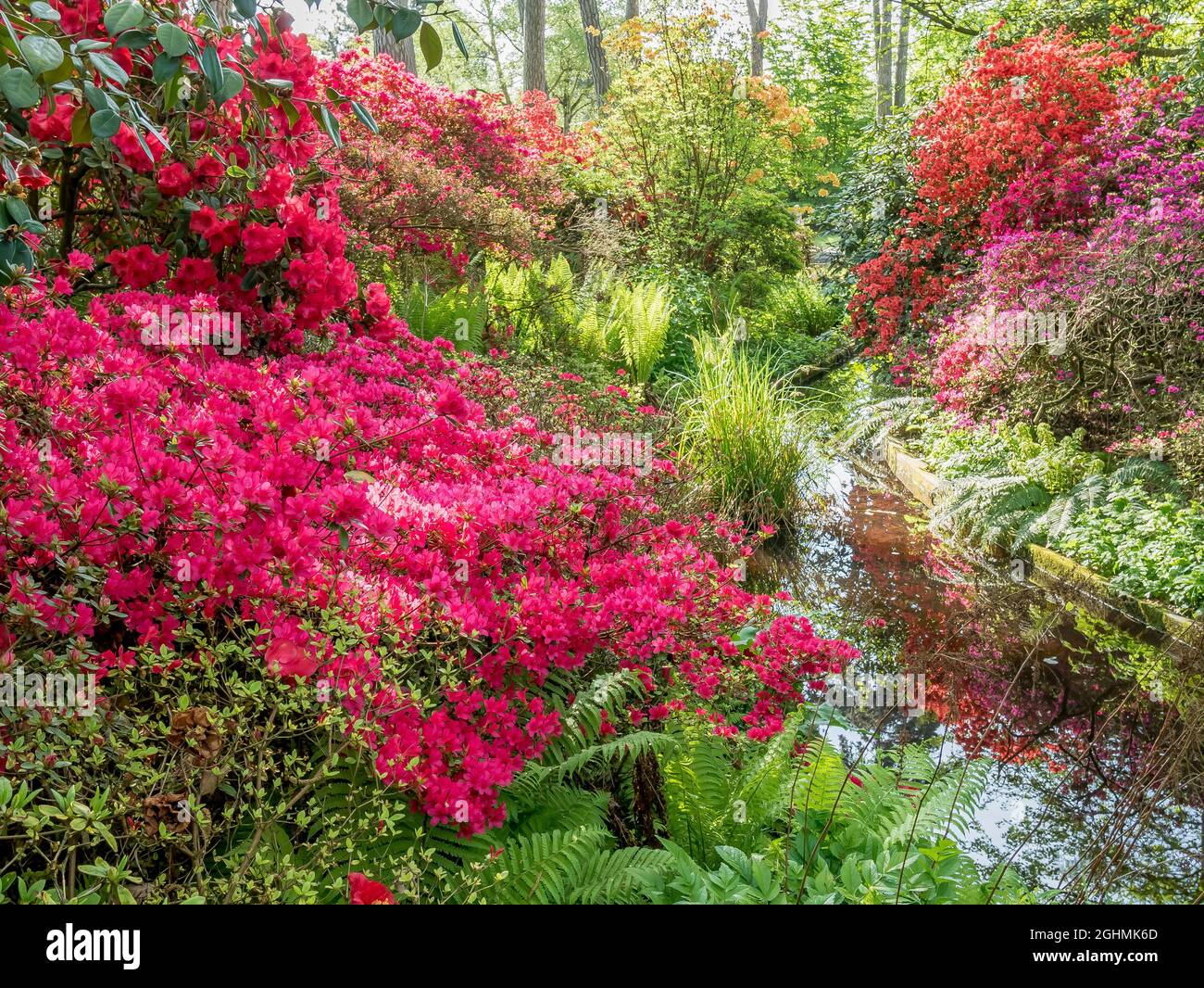 Rhododendrons 'Addy Wery', Rhododendron 'Maxwellii', Parc Floral de ...