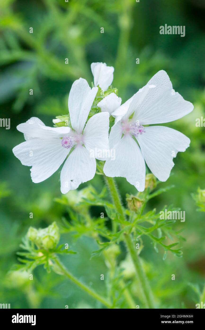 Malva moschata 'Alba' Stock Photo - Alamy
