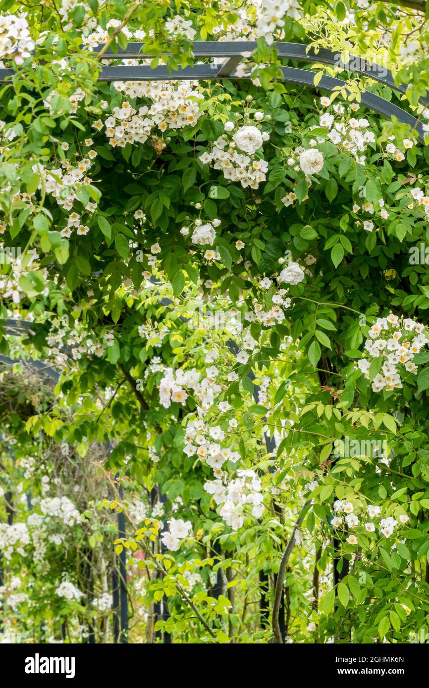 Rose toby hi-res stock photography and images - Alamy