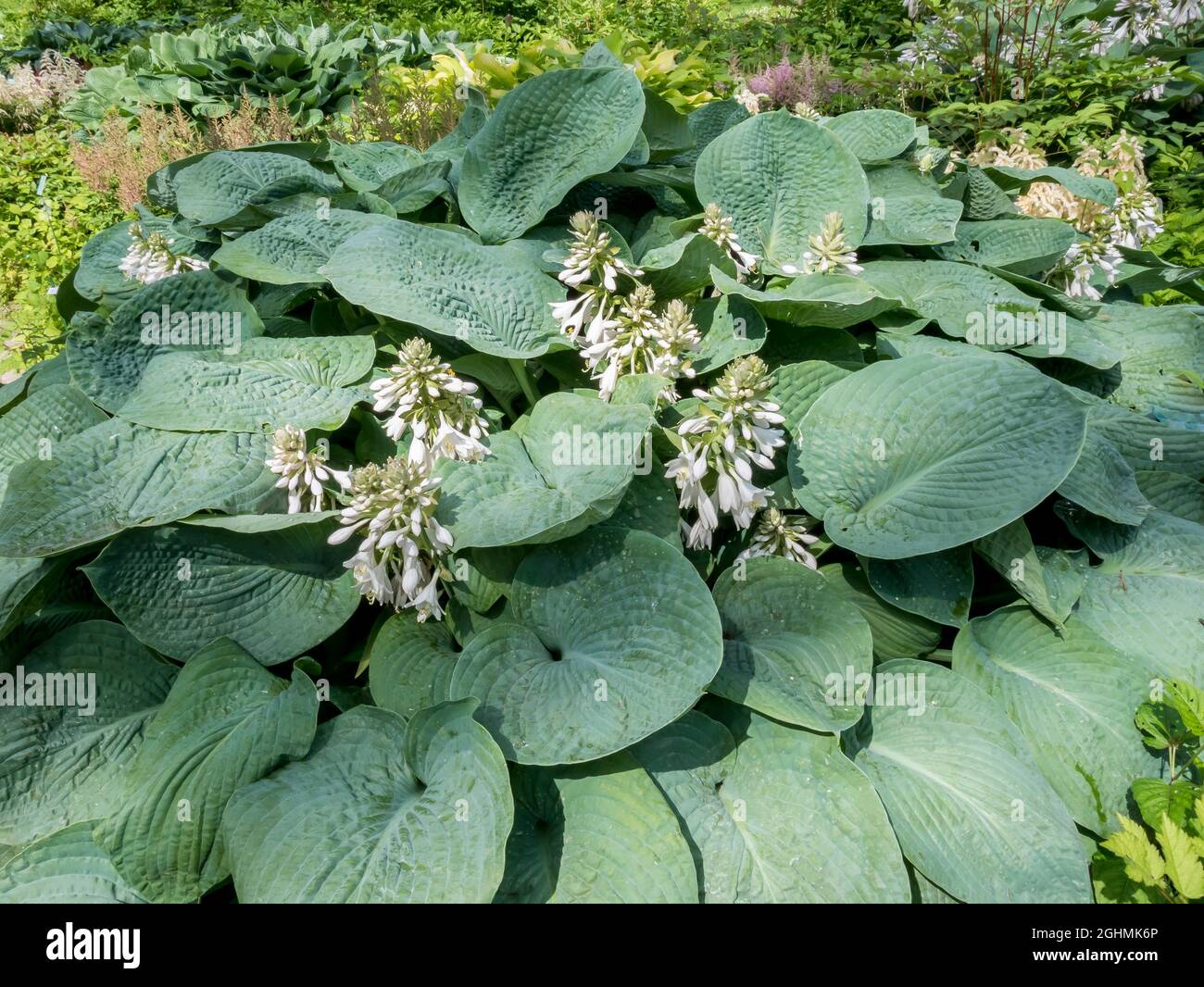 Hosta sieboldiana 'Elegans' Stock Photo - Alamy