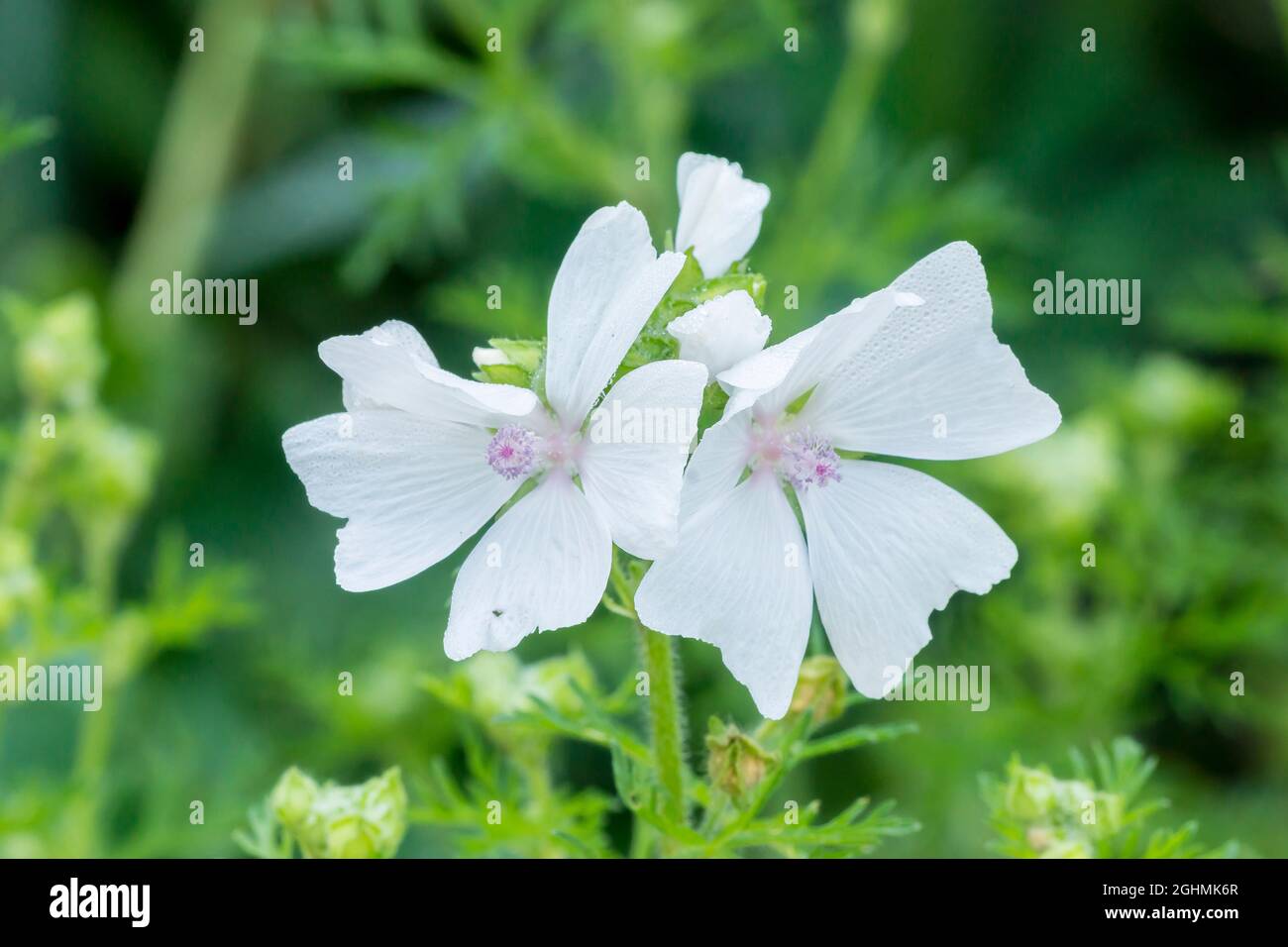Malva moschata 'Alba' Stock Photo - Alamy
