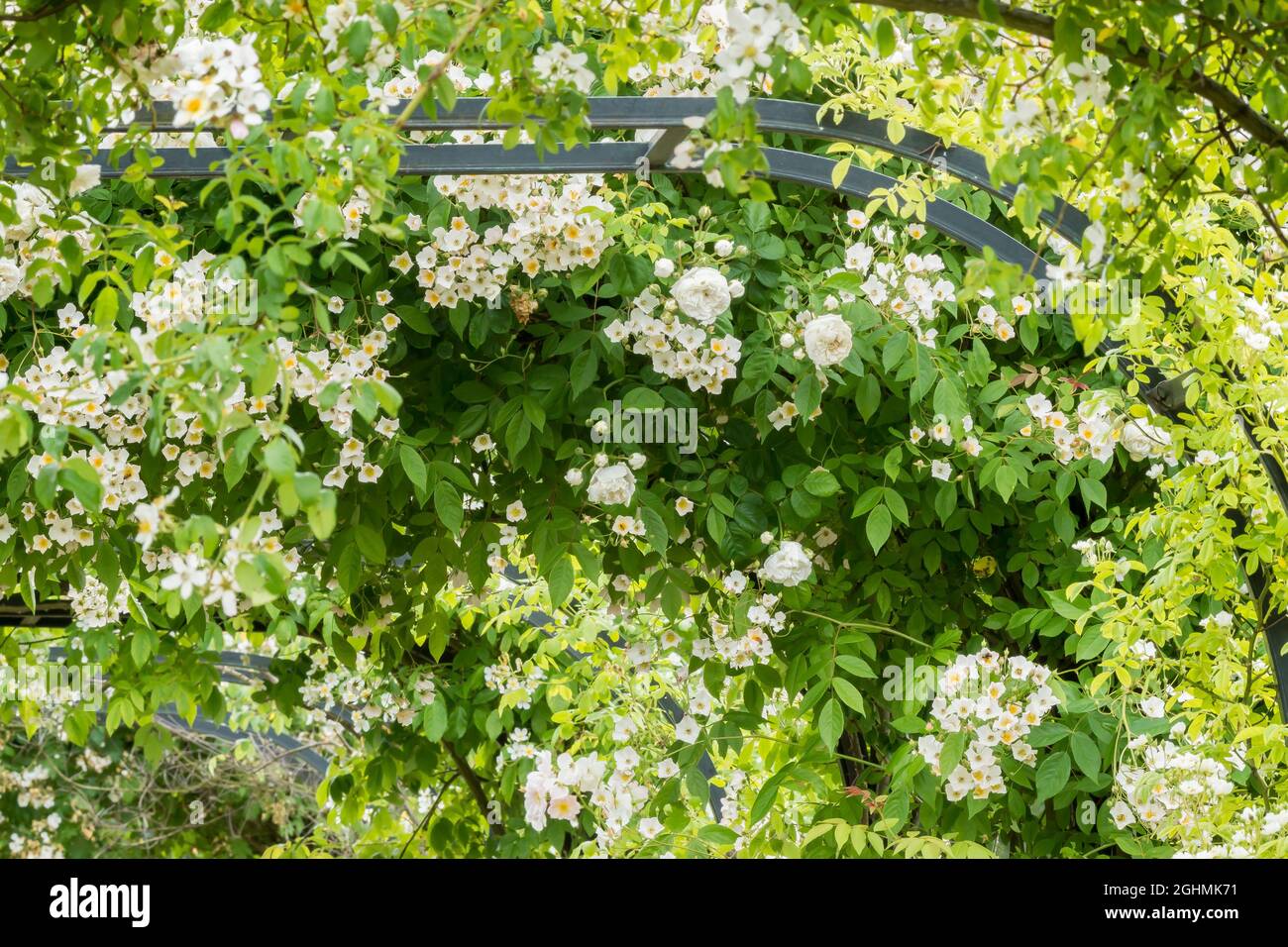 Rose Toby High Resolution Stock Photography and Images - Alamy
