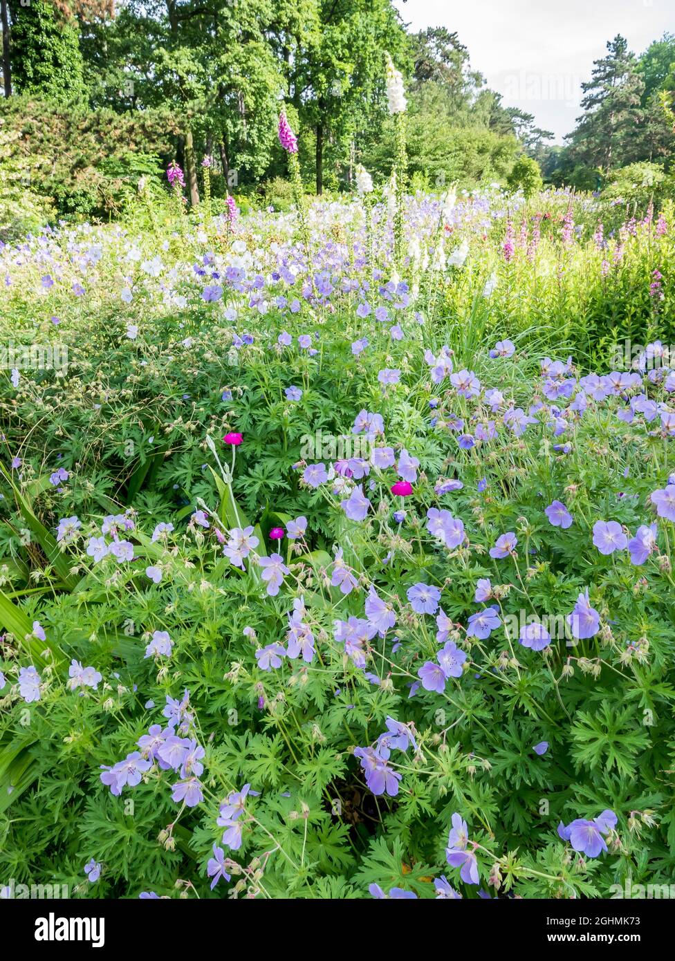 Geranium pratense 'Wisley Blue' Stock Photo - Alamy