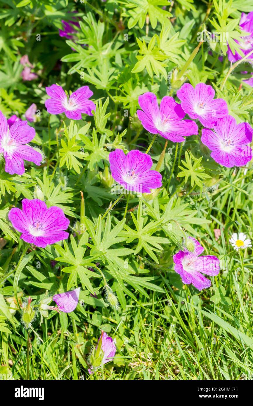 Bloody geranium 'Vision Violet' in bloom in a garden Stock Photo - Alamy
