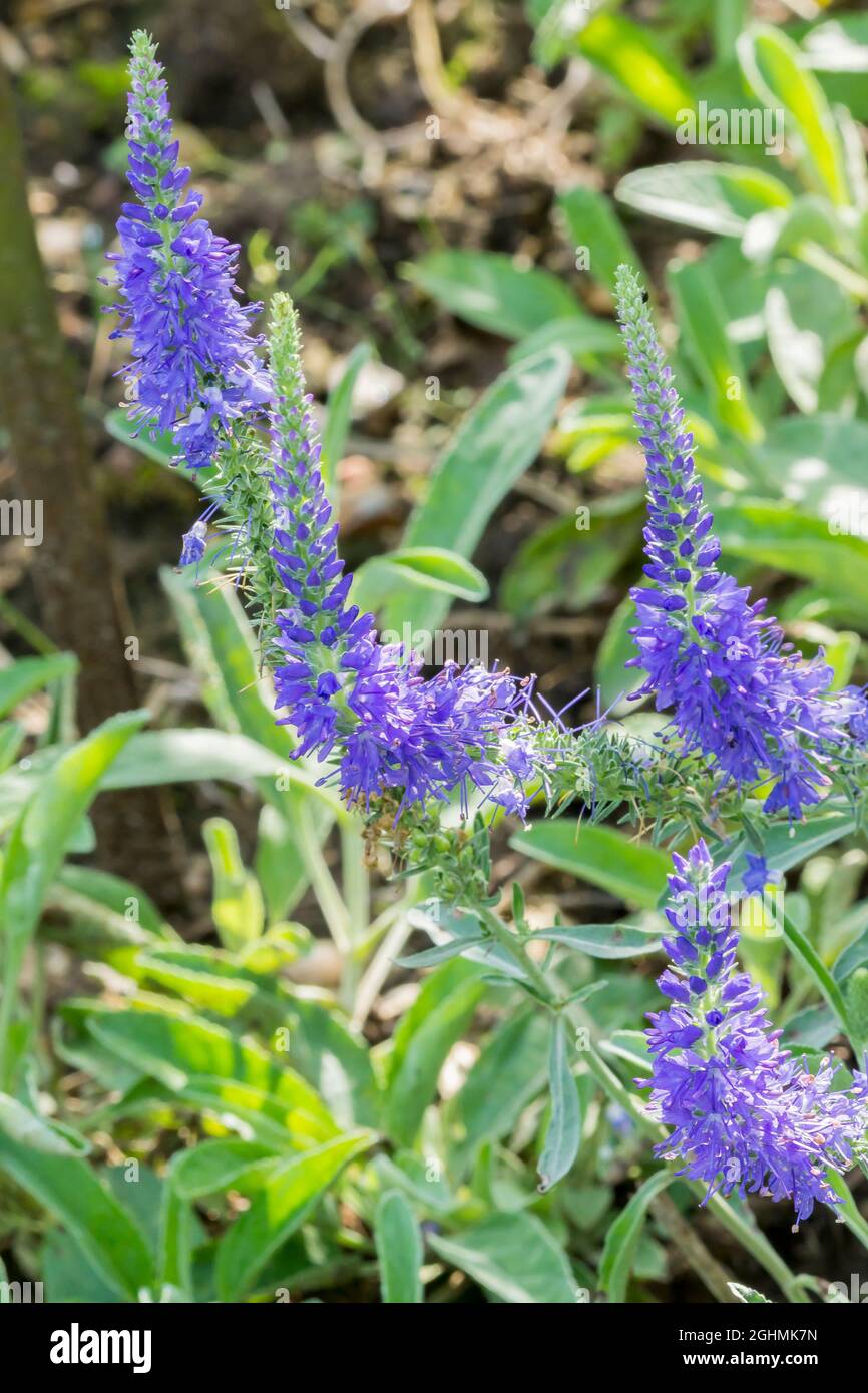 Speedwell veronica sp hi-res stock photography and images - Alamy
