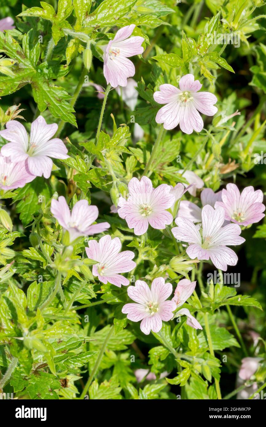 Bloody geranium in bloom in a garden Stock Photo - Alamy