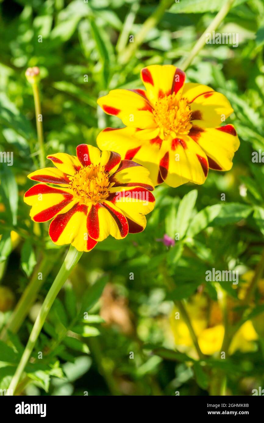 Tagetes patula 'Ground Control' Stock Photo - Alamy