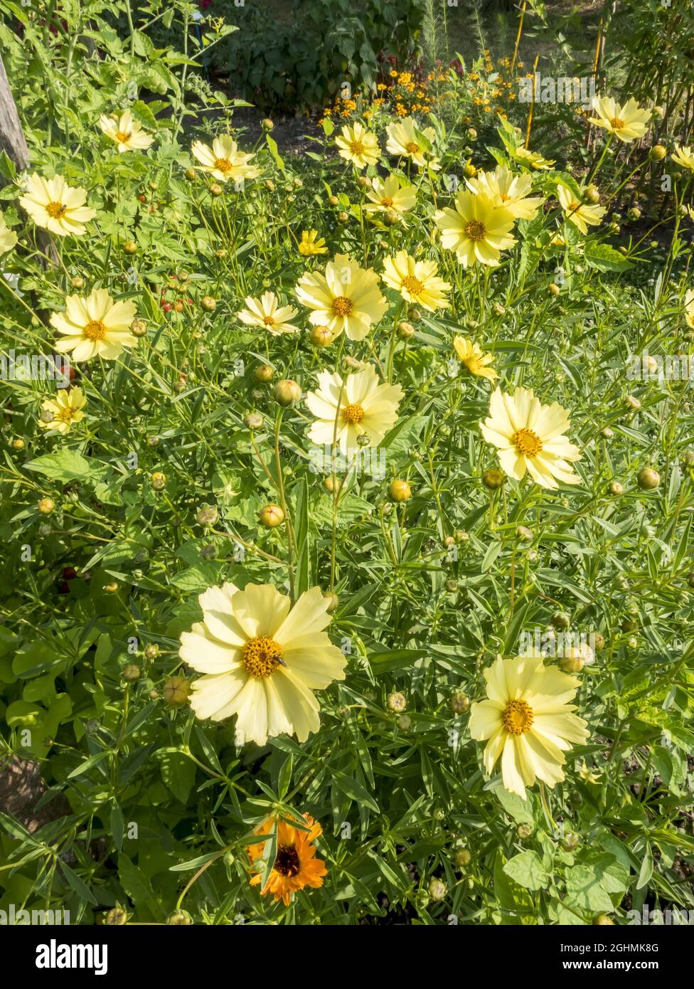 Coreopsis verticillata 'Full Moon' Stock Photo - Alamy