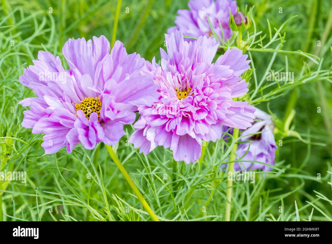 Cosmos bipinnatus 'Double Click Rose Bonbon' Stock Photo - Alamy