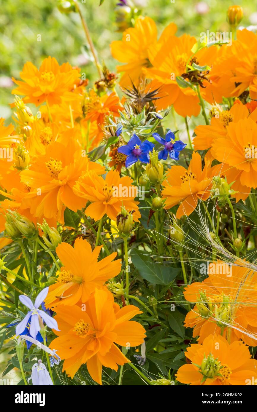 Cosmos sulphureus 'Diablo' Stock Photo - Alamy