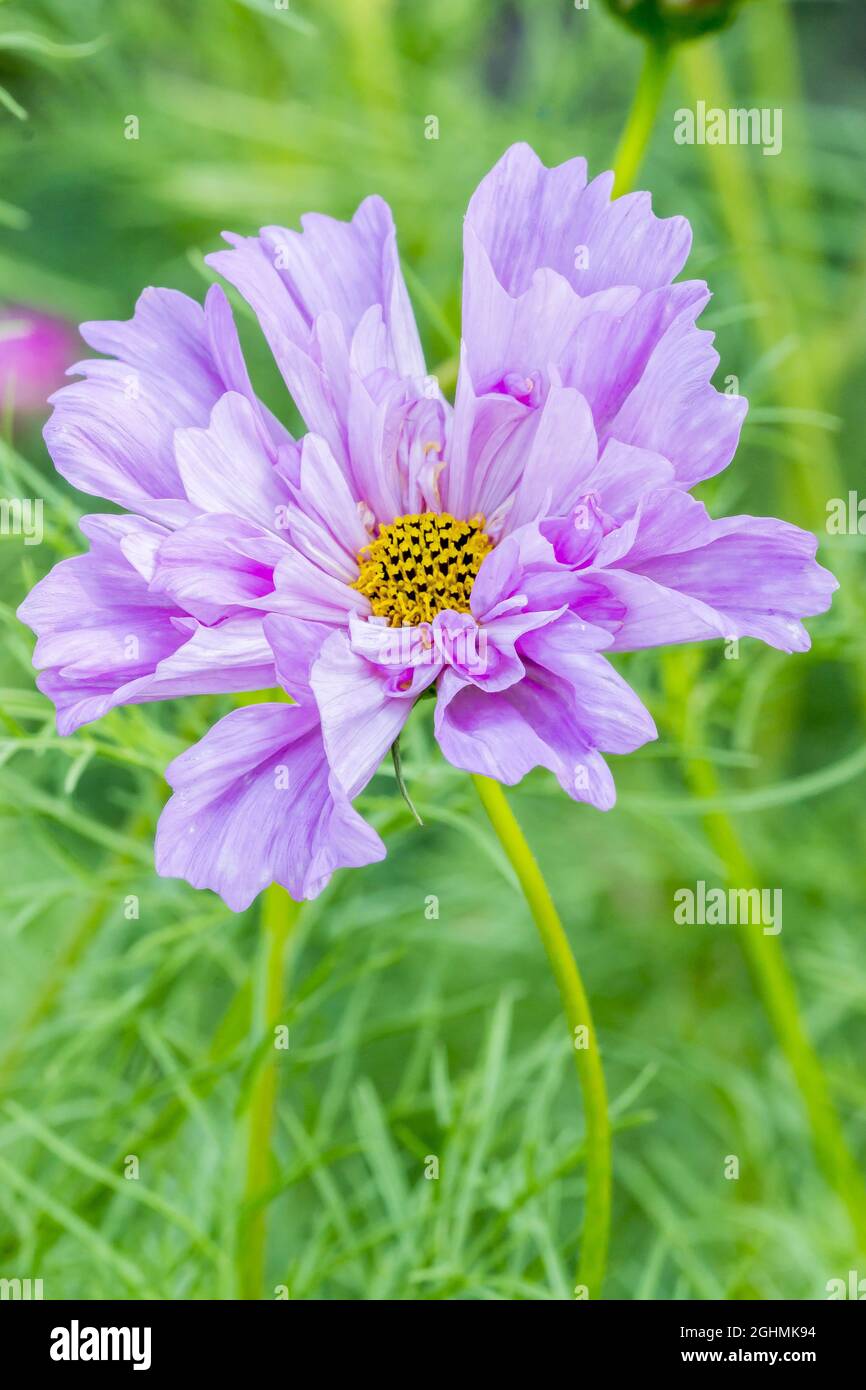 Cosmos bipinnatus 'Double Click Rose Bonbon' Stock Photo - Alamy