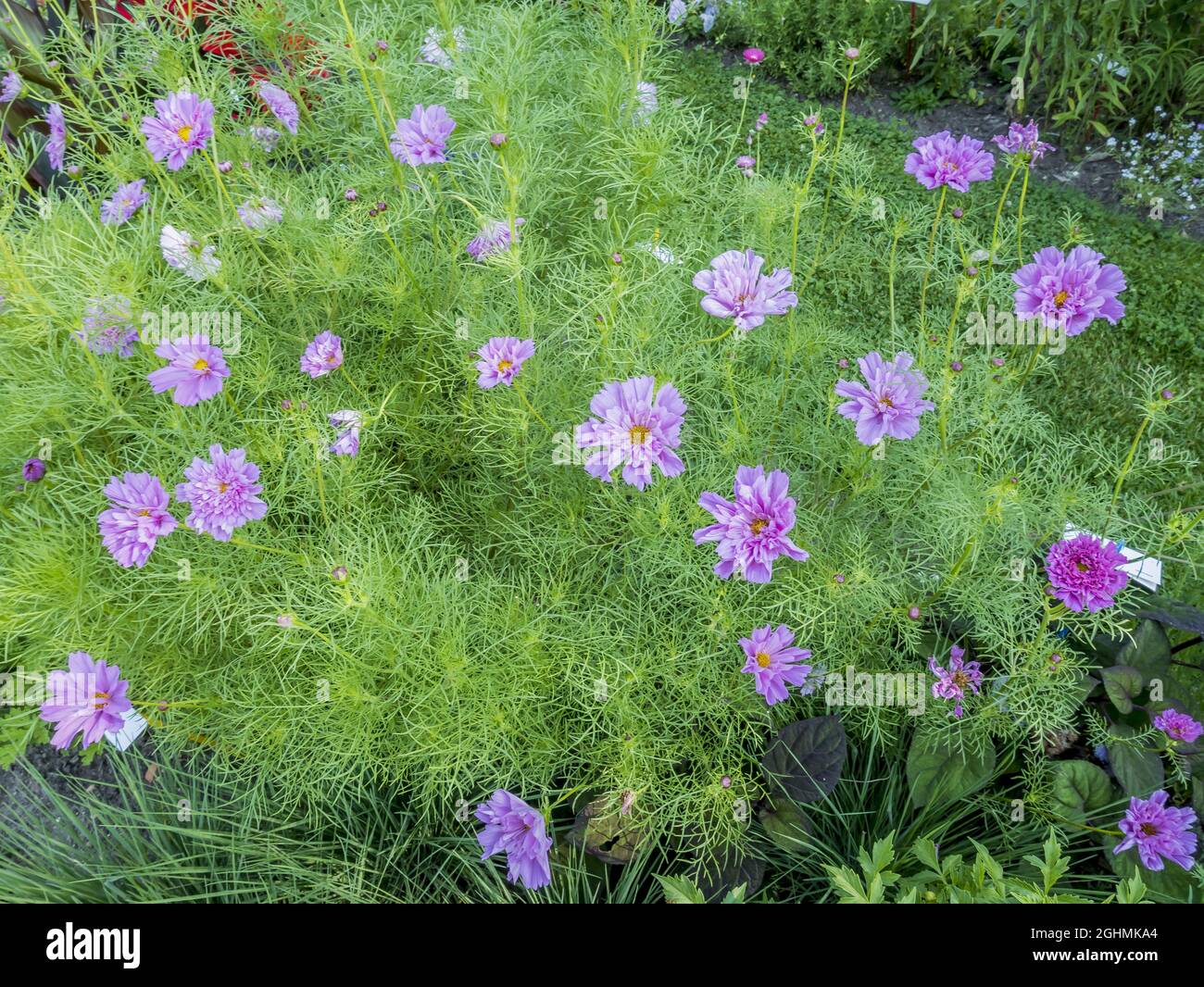 Cosmos bipinnatus 'Double Click Rose Bonbon' Stock Photo - Alamy