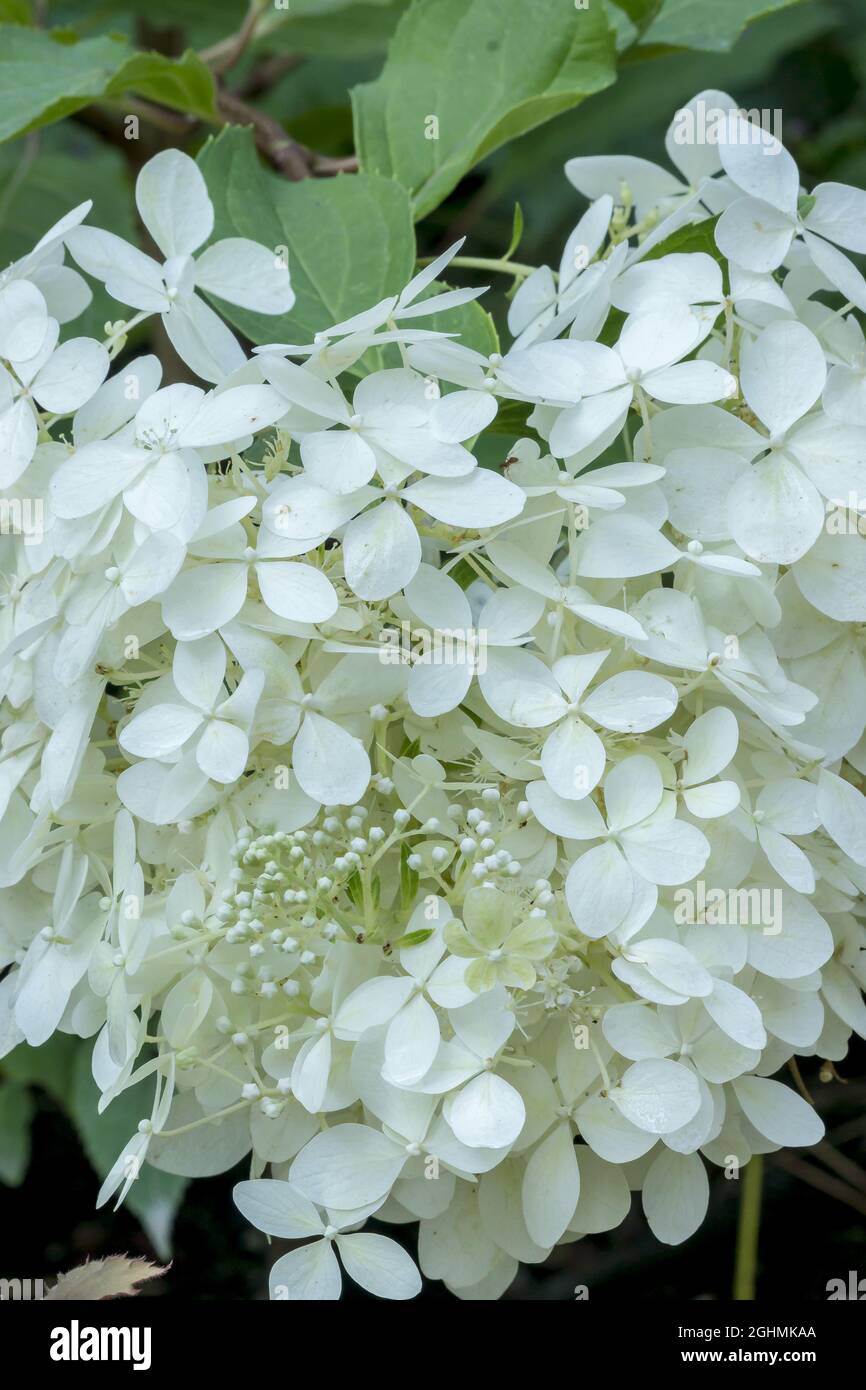 Hydrangea paniculata 'Phantom' Stock Photo - Alamy