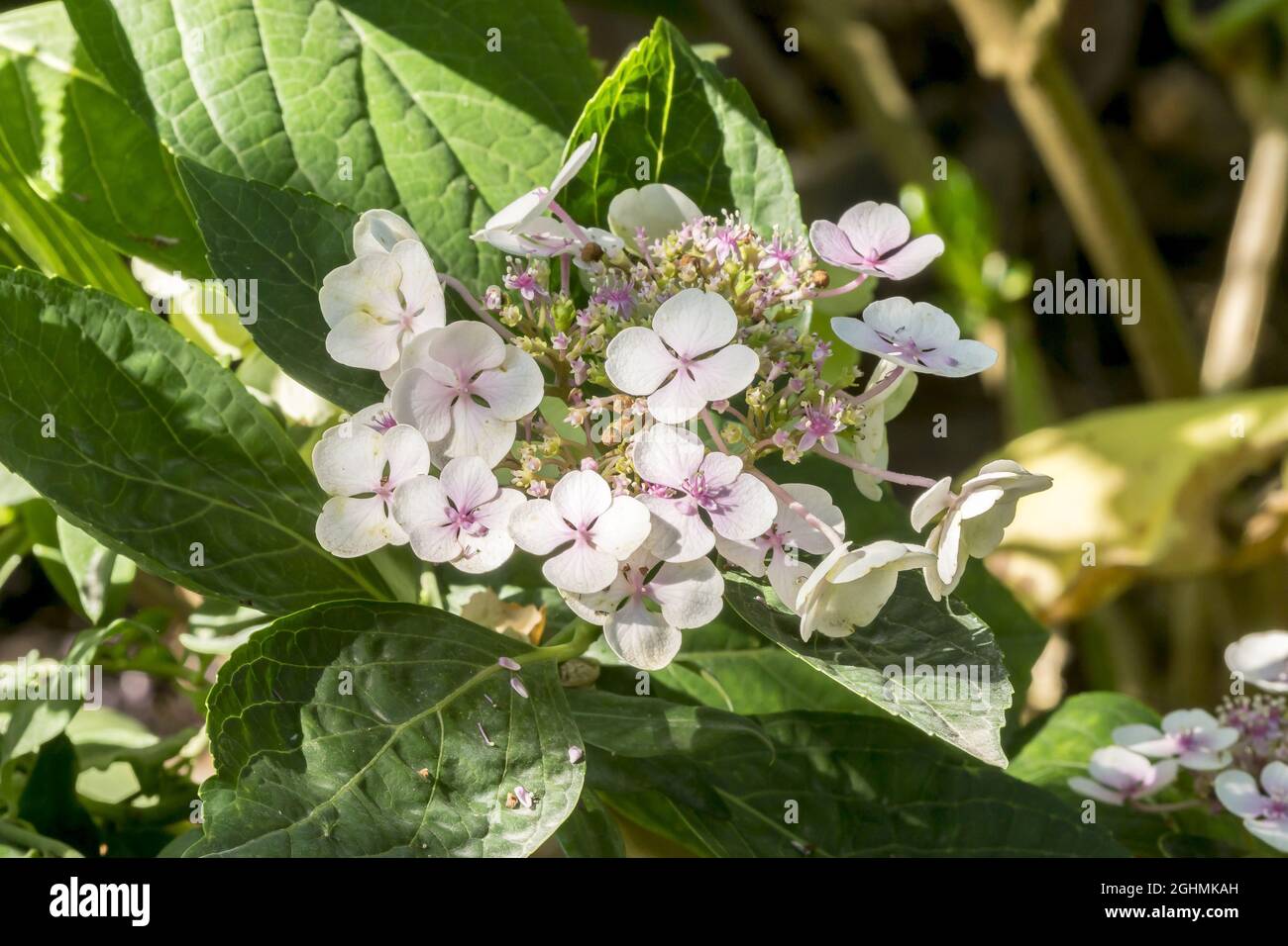 Hydrangea macrophylla 'Libelle' Stock Photo - Alamy