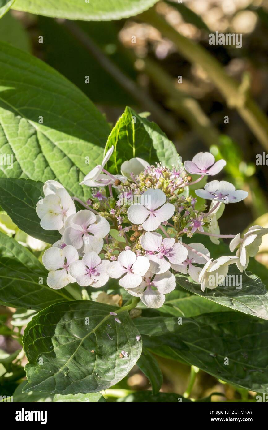 Hydrangea macrophylla 'Libelle' Stock Photo - Alamy