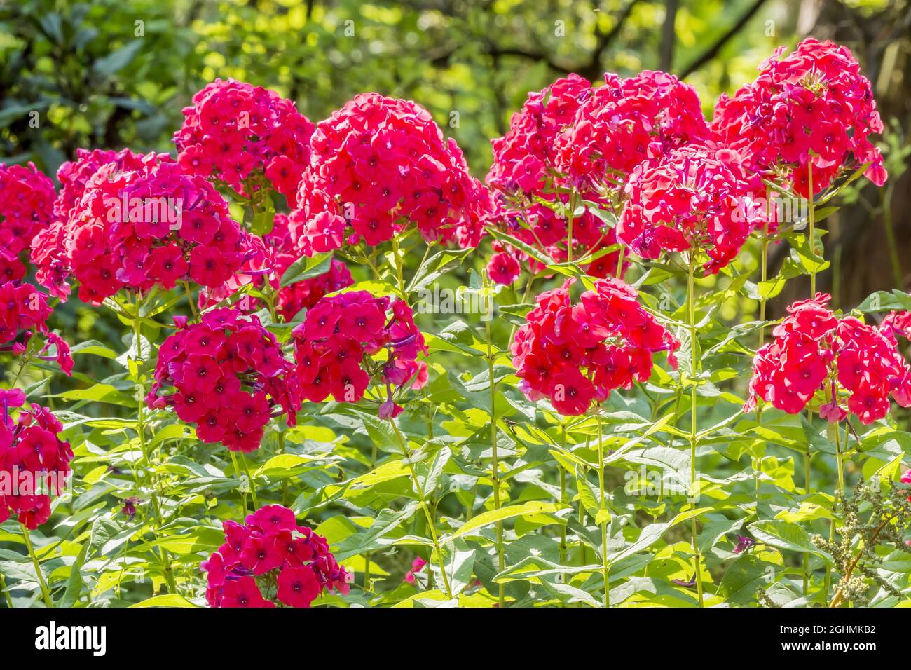 Fall phlox 'Red Riding Hood' in bloom in a garden Stock Photo - Alamy