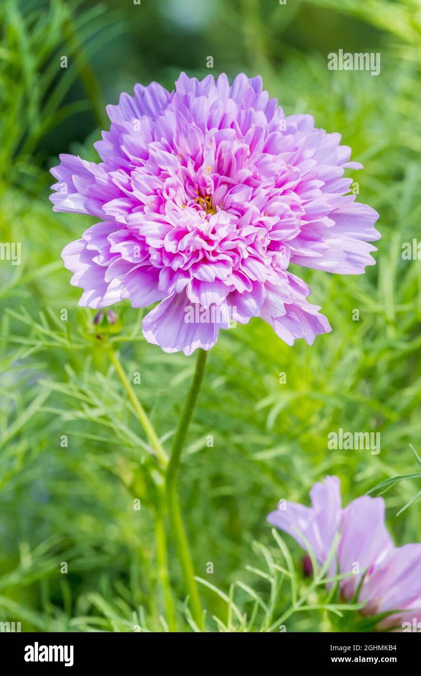 Cosmos bipinnatus 'Double Click Rose Bonbon' Stock Photo - Alamy