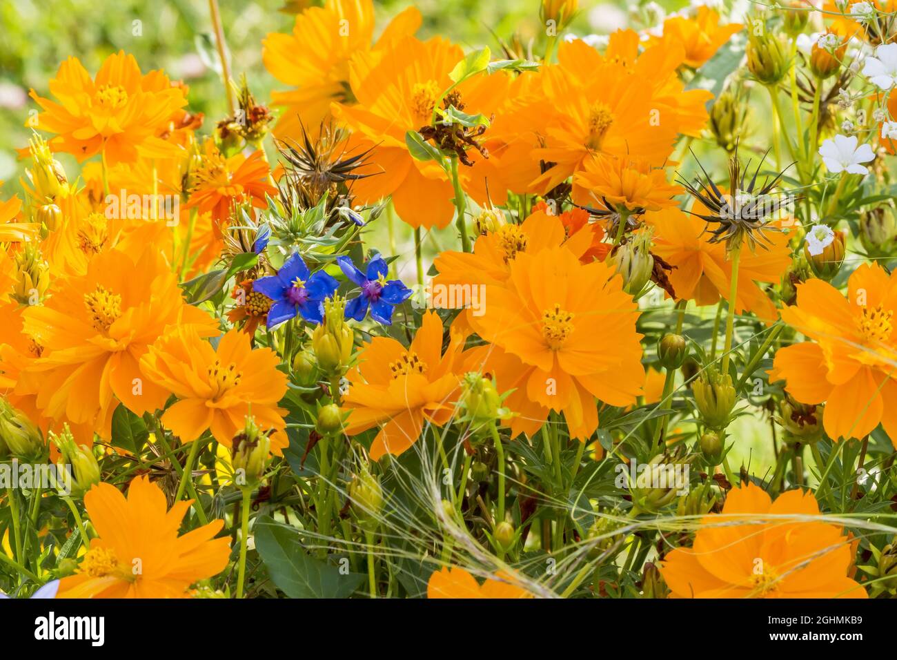 Cosmos sulphureus 'Diablo' Stock Photo - Alamy