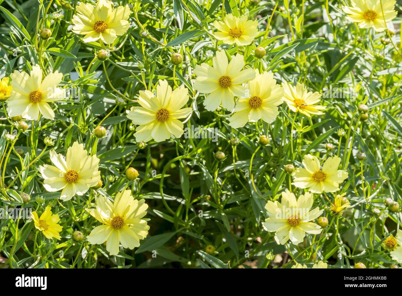Coreopsis verticillata 'Full Moon' Stock Photo - Alamy