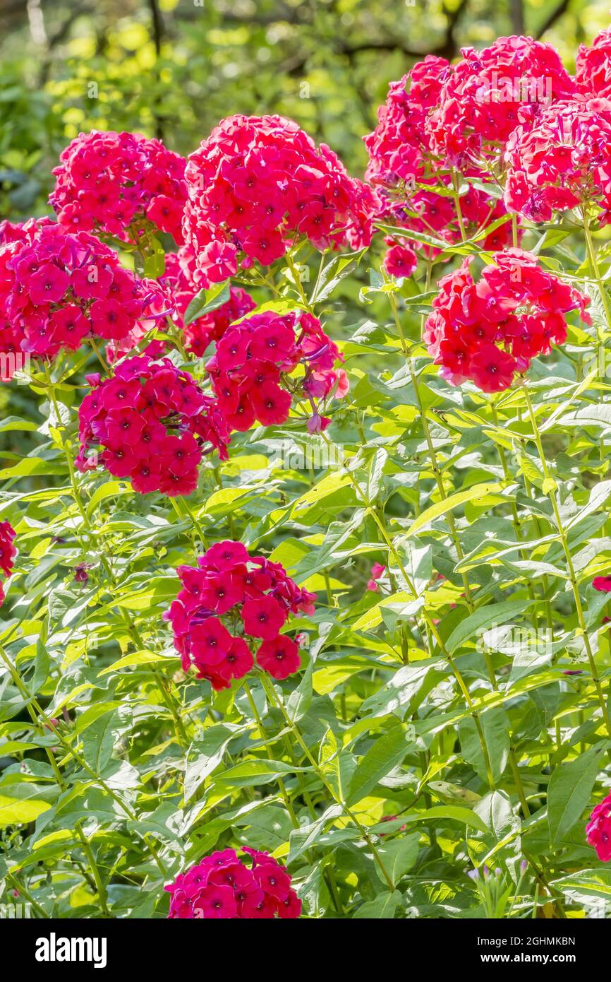 Fall phlox 'Red Riding Hood' in bloom in a garden Stock Photo - Alamy