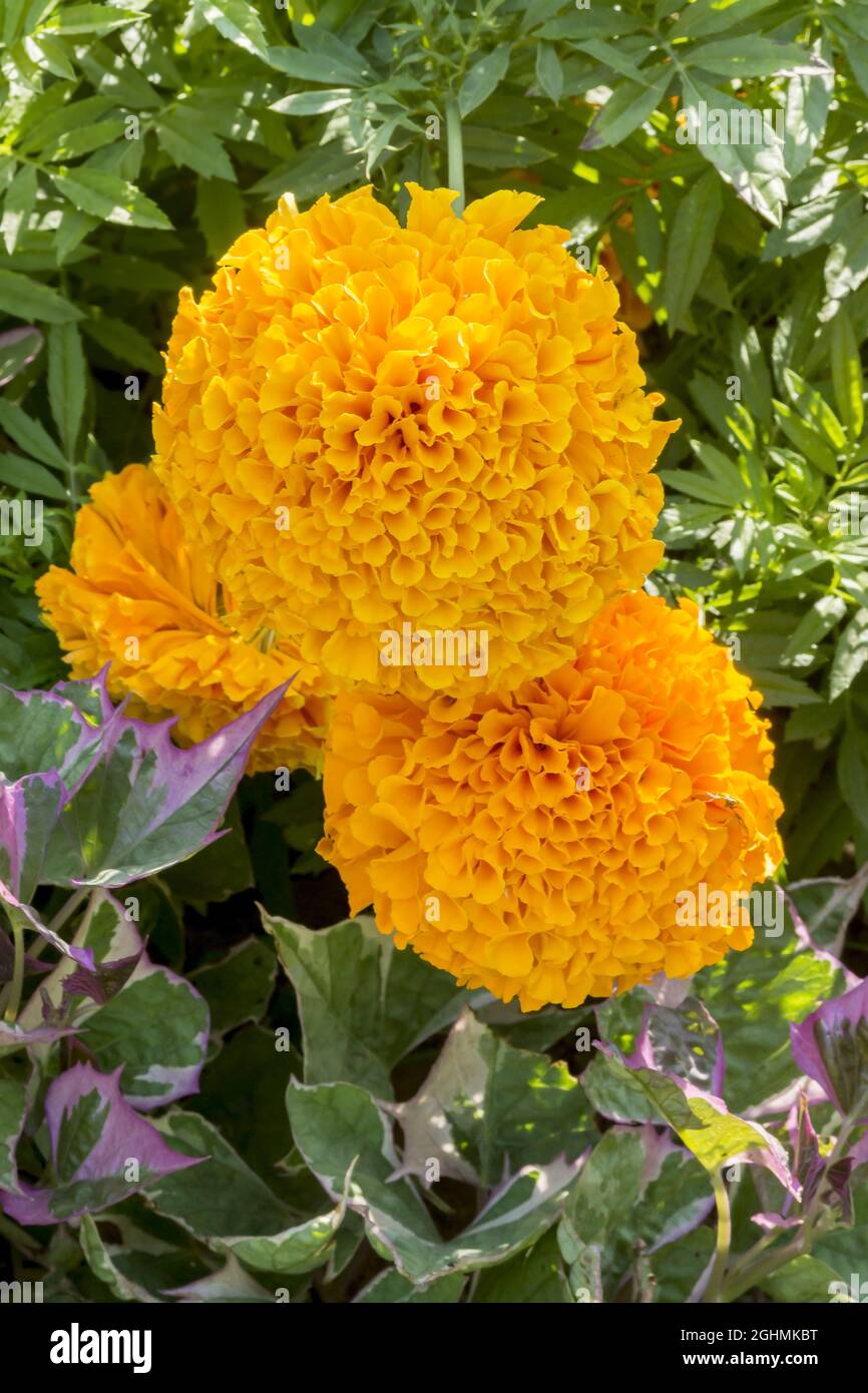 Tagetes erecta 'Perfection Orange' Stock Photo - Alamy
