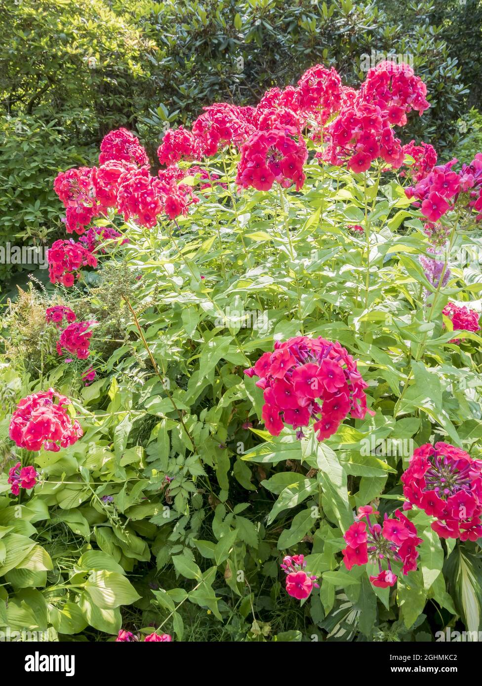 Fall phlox 'Red Riding Hood' in bloom in a garden Stock Photo - Alamy