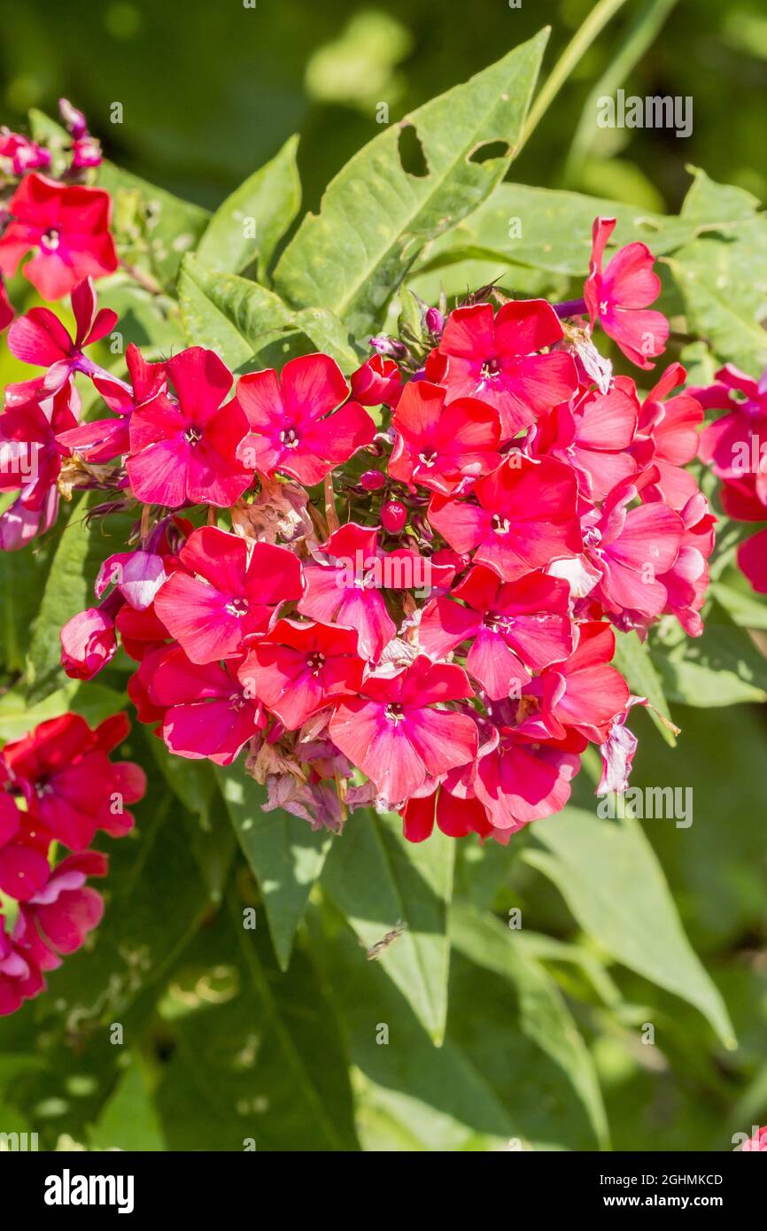 Fall phlox 'Red Riding Hood' in bloom in a garden Stock Photo - Alamy