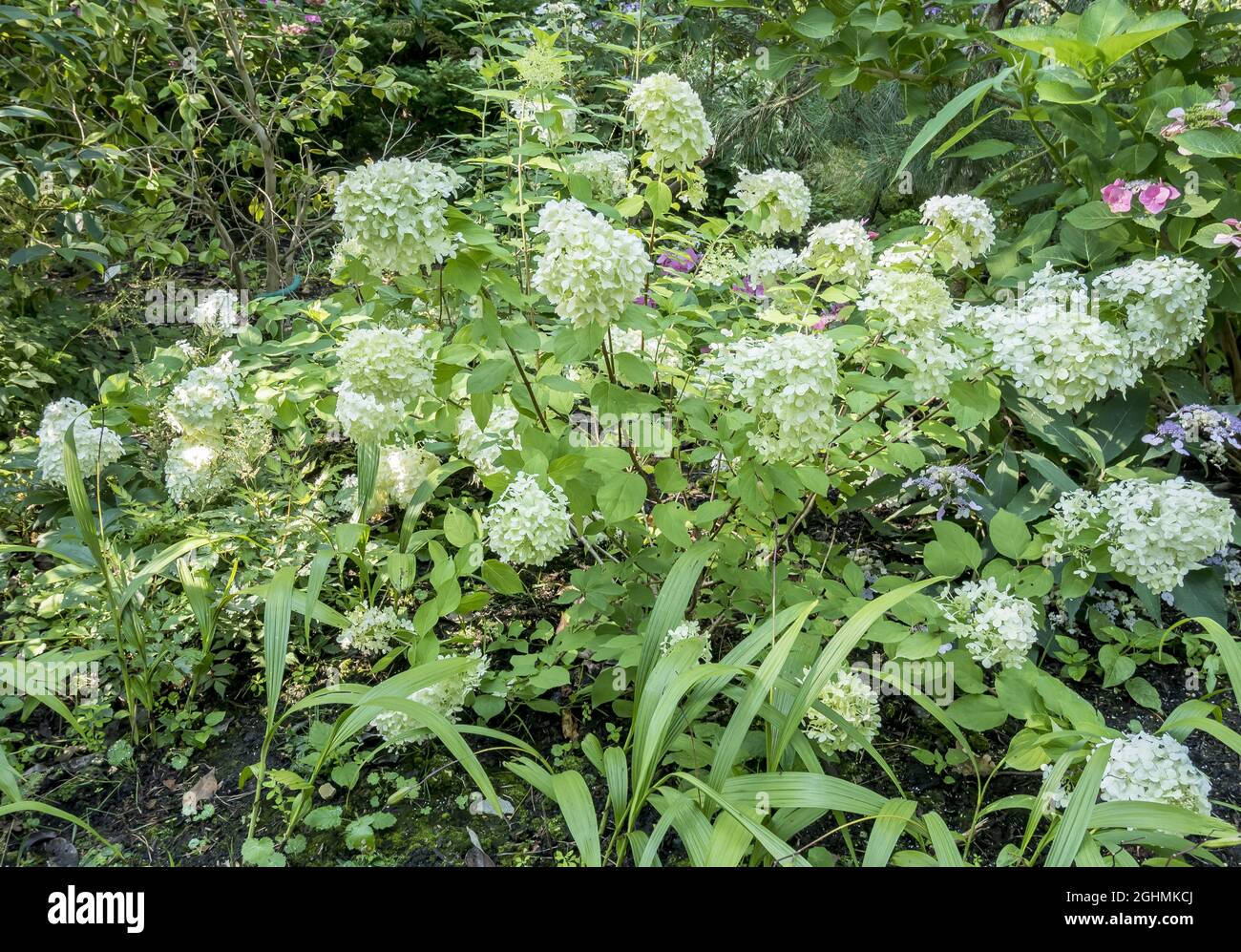 Hydrangea paniculata 'Unique' Stock Photo - Alamy