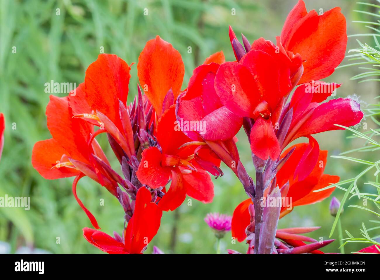 Canna generalis Cannova® 'Bronze Scarlet' F1 Stock Photo - Alamy