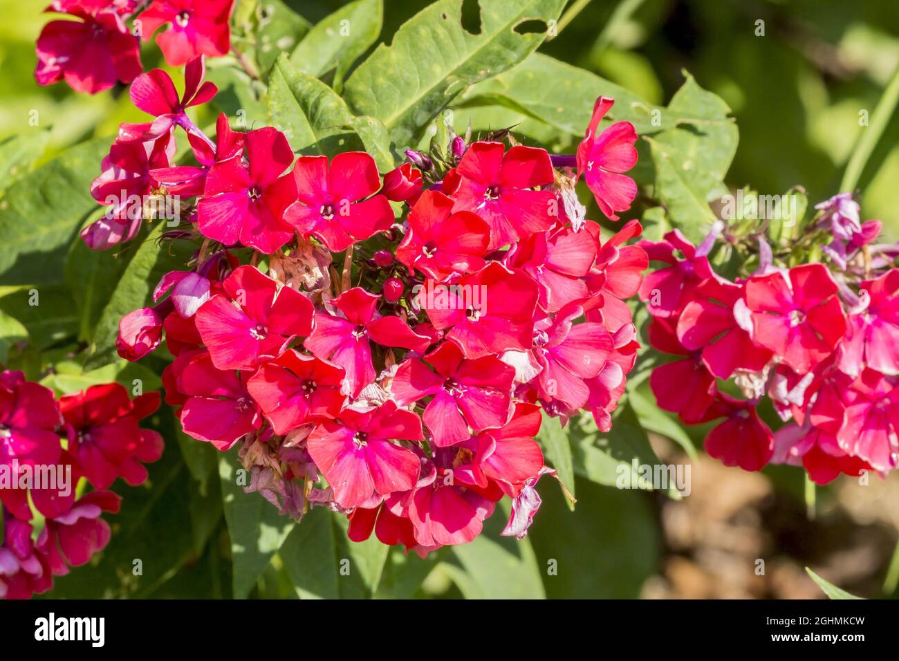 Fall phlox 'Red Riding Hood' in bloom in a garden Stock Photo - Alamy