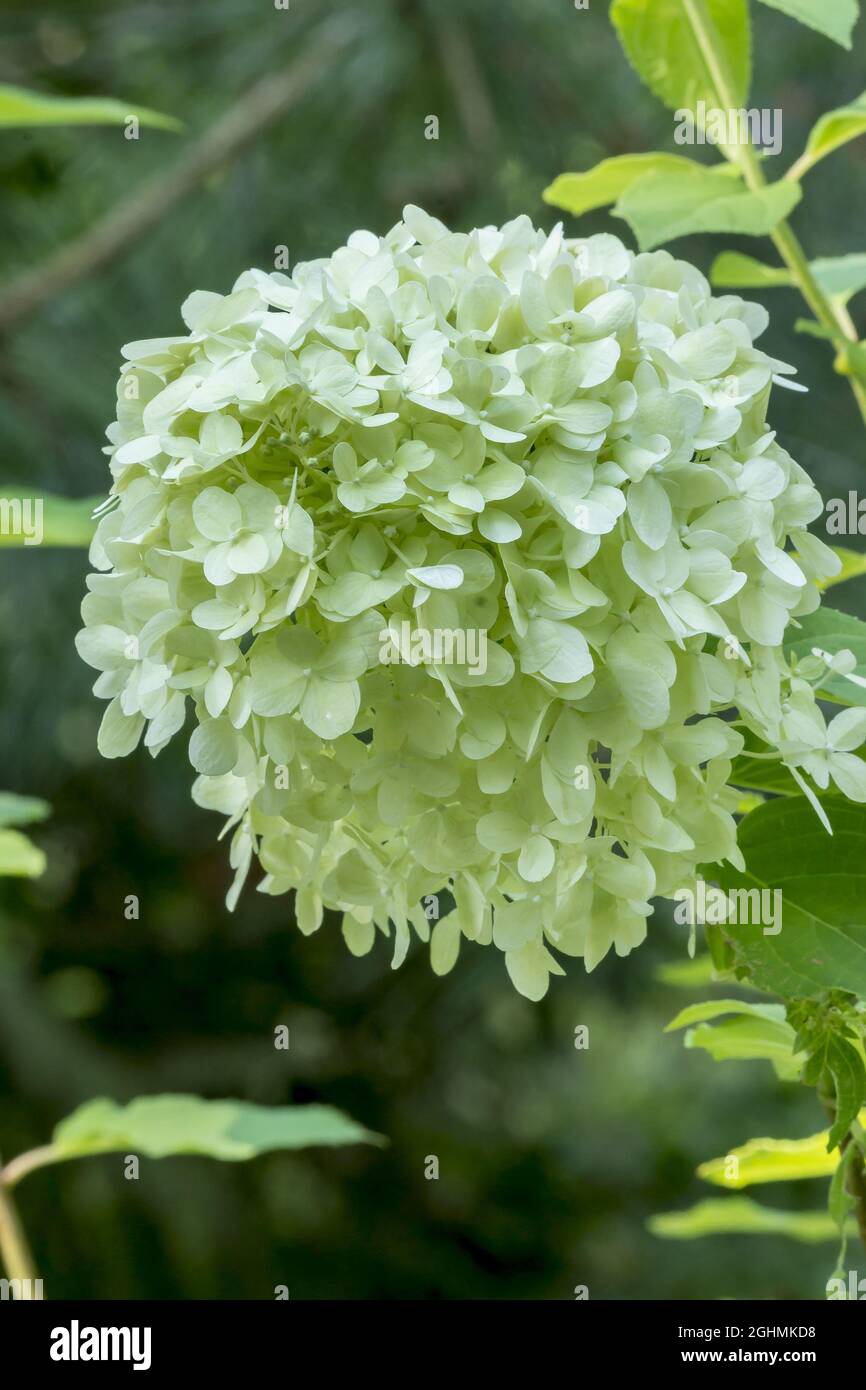 Hydrangea paniculata 'Unique' Stock Photo - Alamy