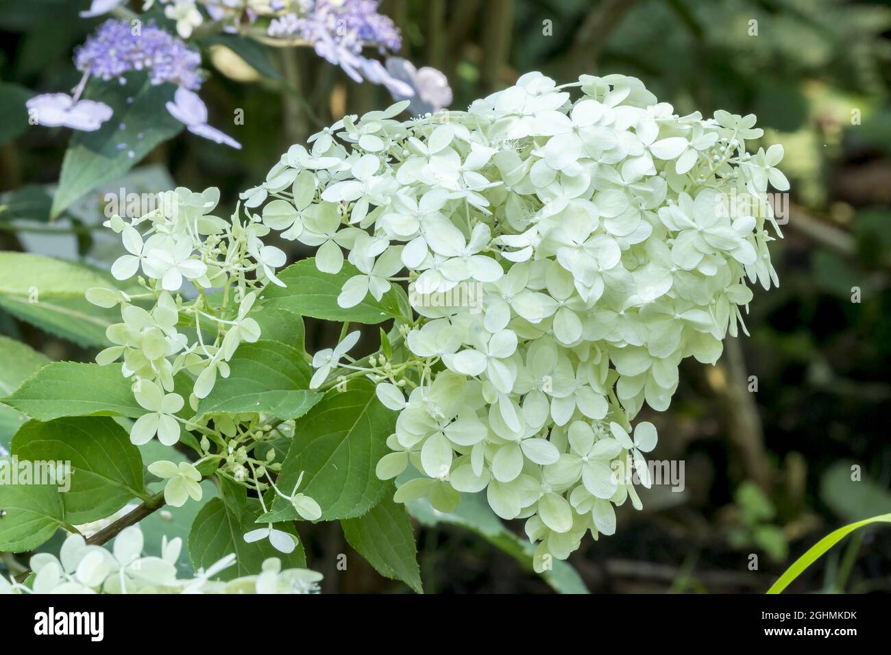 Hydrangea paniculata 'Unique' Stock Photo - Alamy