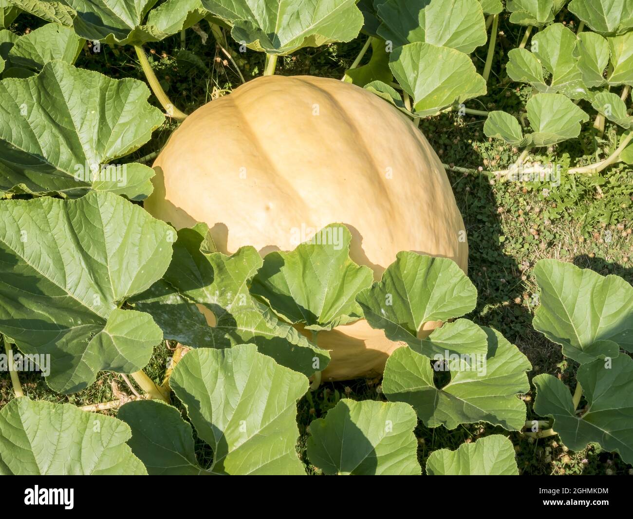 Cucurbita maxima 'Show King' Stock Photo - Alamy