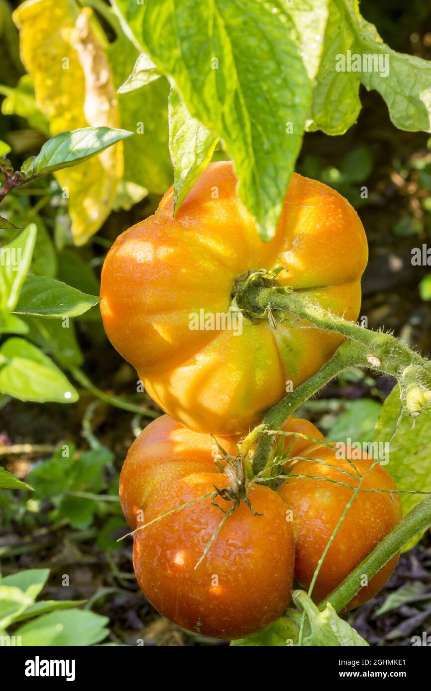 Tomate 'Brandywine Rose' Stock Photo - Alamy