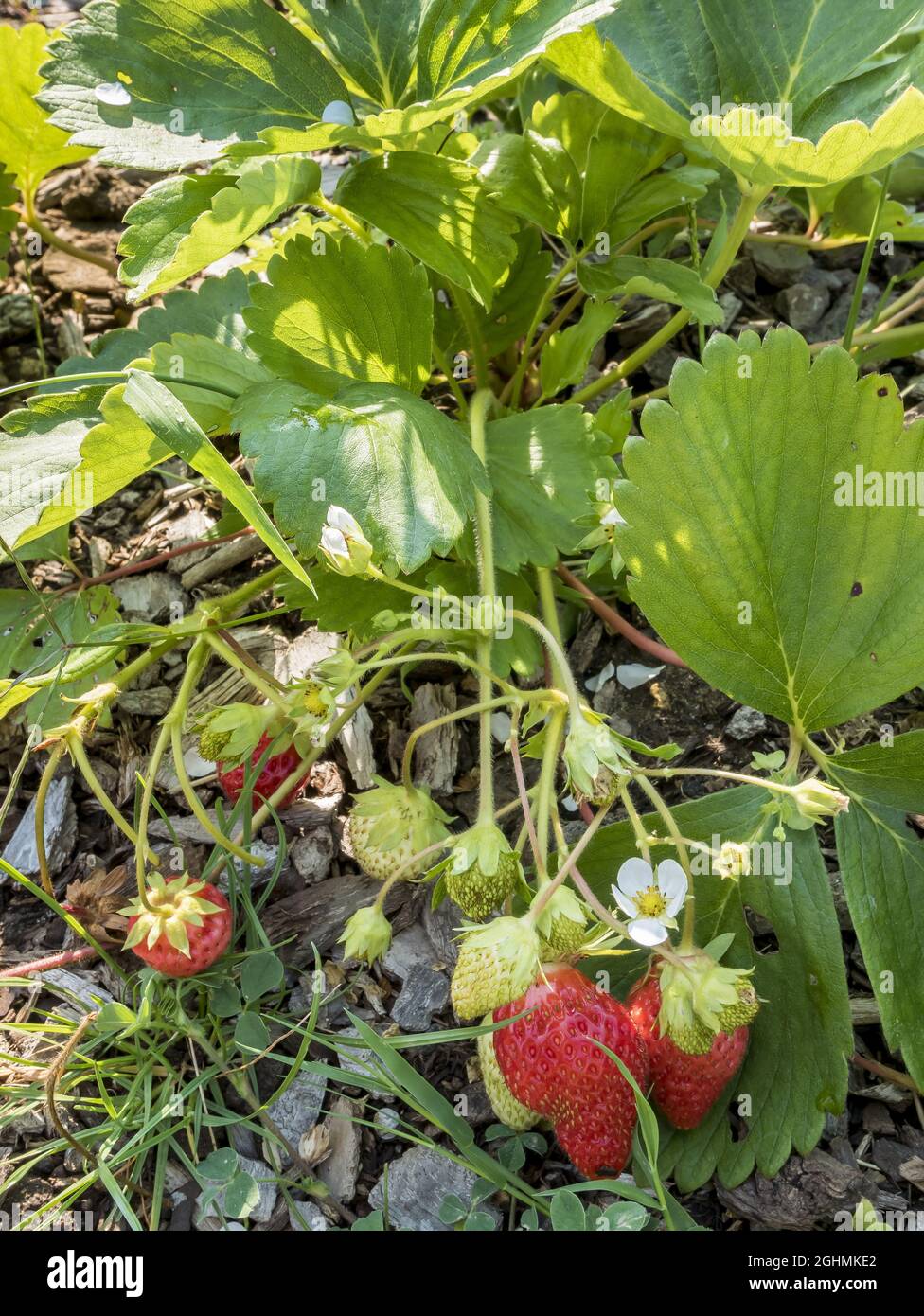 Strawberries fragaria sp hi-res stock photography and images - Alamy