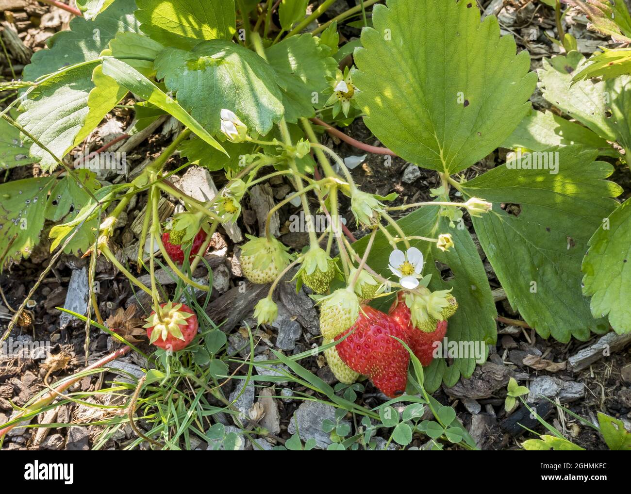 Strawberries fragaria sp hi-res stock photography and images - Alamy
