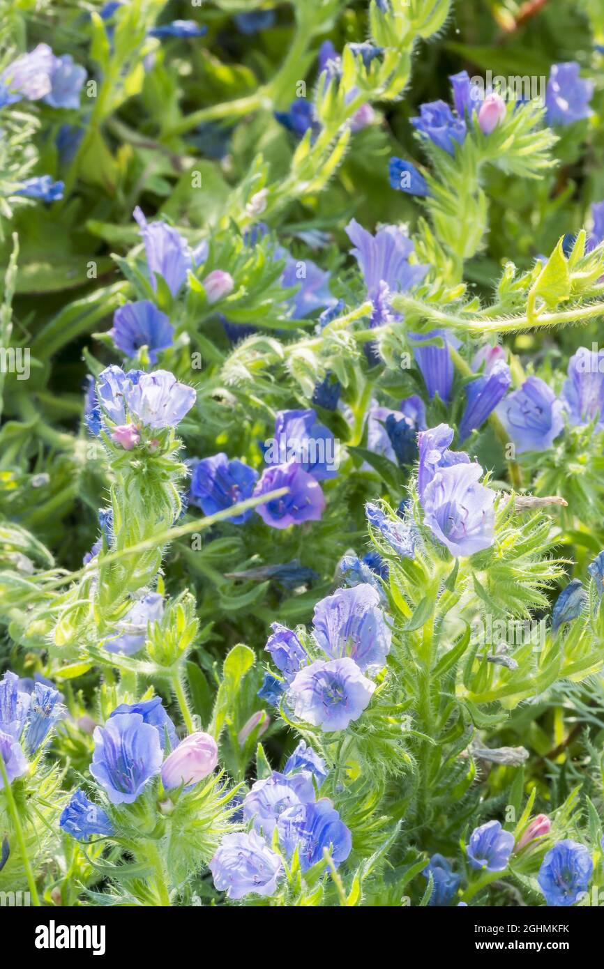 Echium vulgare 'Blue Bedder' Stock Photo - Alamy