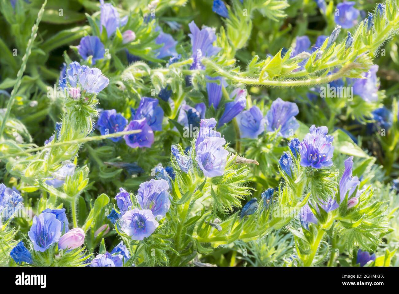 Echium vulgare 'Blue Bedder' Stock Photo - Alamy