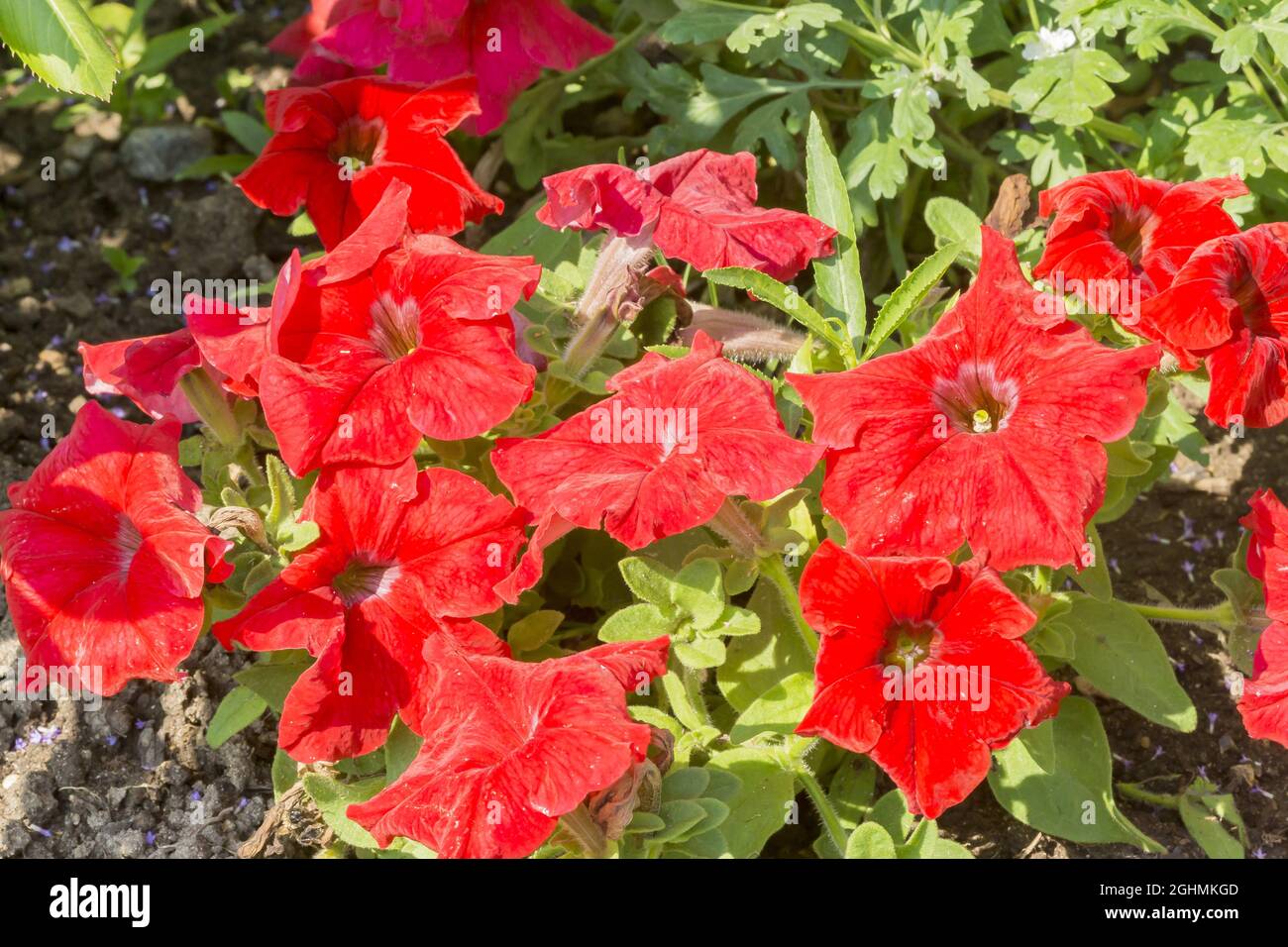 Petunia grandiflora 'Success 360° Red' Stock Photo - Alamy