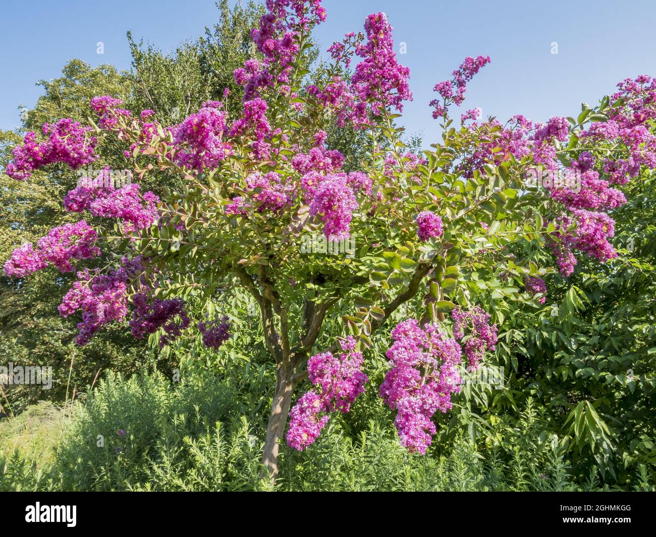 Lagerstroemia sp hi-res stock photography and images - Alamy