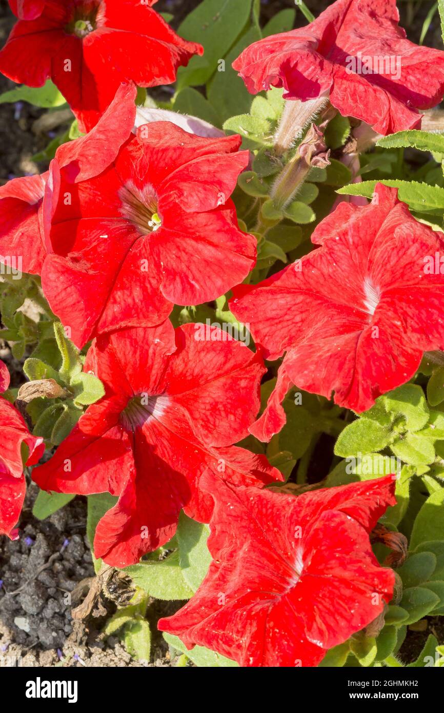 Petunia grandiflora 'Success 360° Red' Stock Photo - Alamy