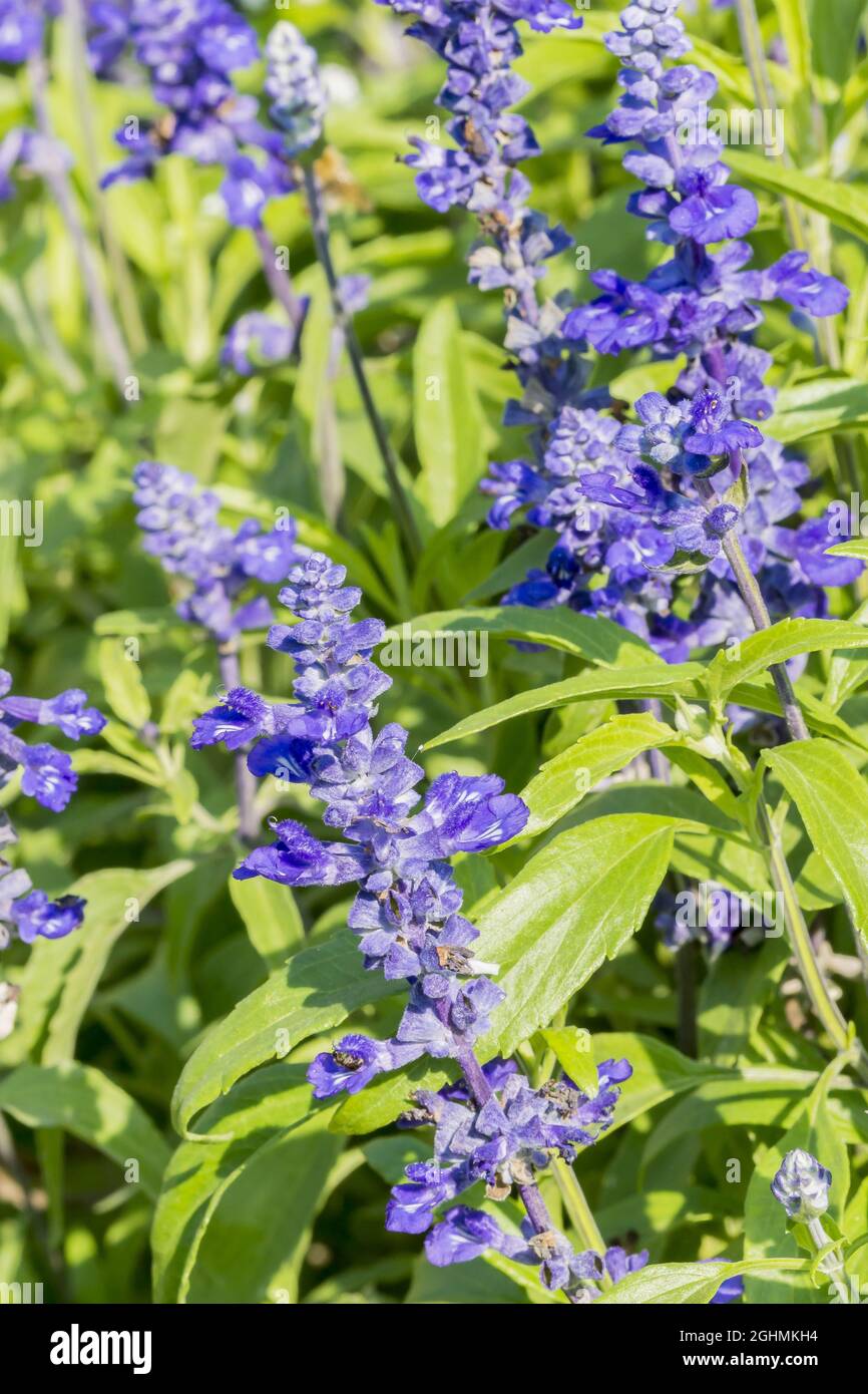 Salvia farinacea ''Rhea' Stock Photo - Alamy