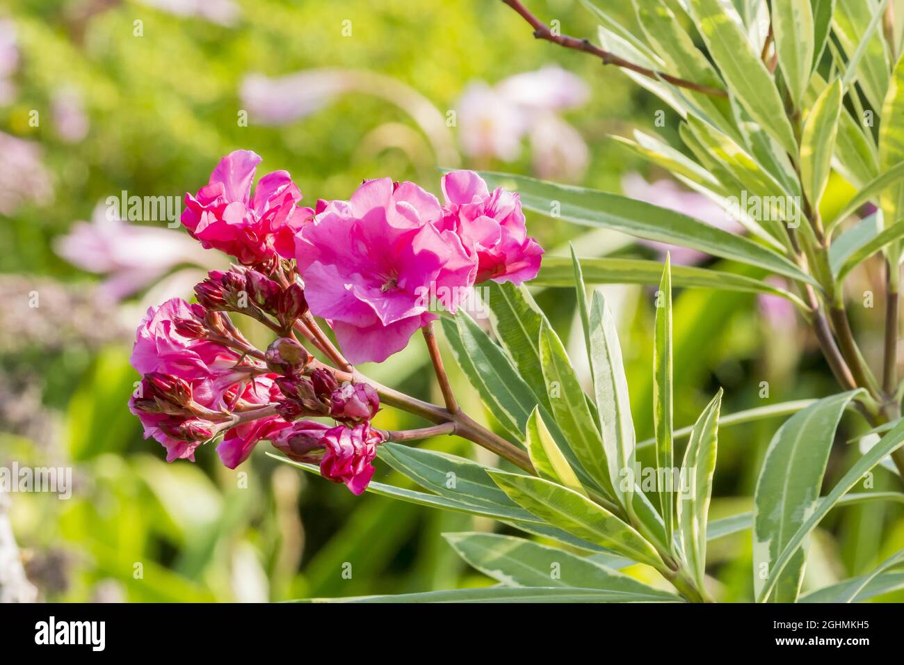 Nerium oleander 'Variegata' Stock Photo - Alamy