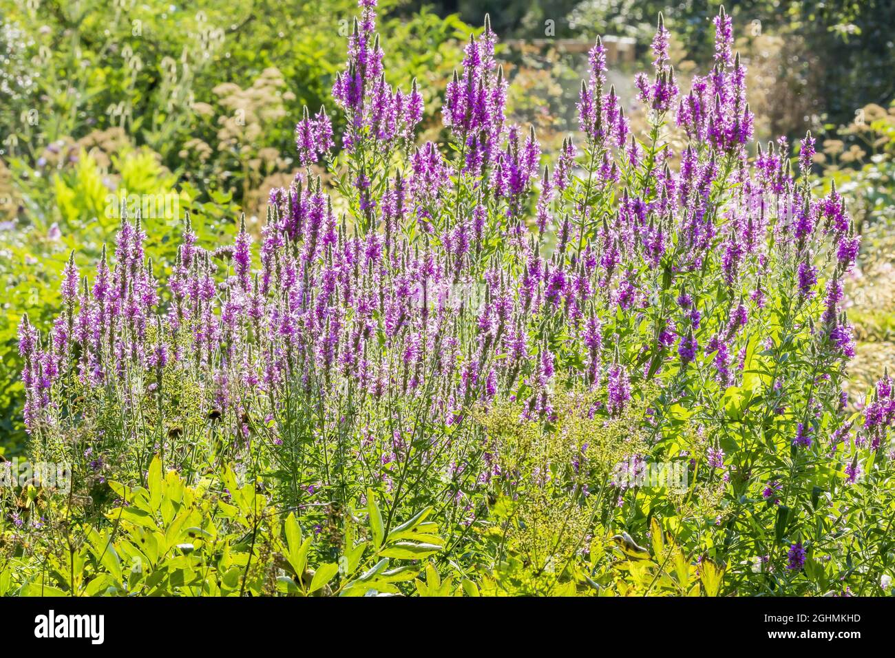 Lythrum virgatum 'Rose Queen' Stock Photo - Alamy