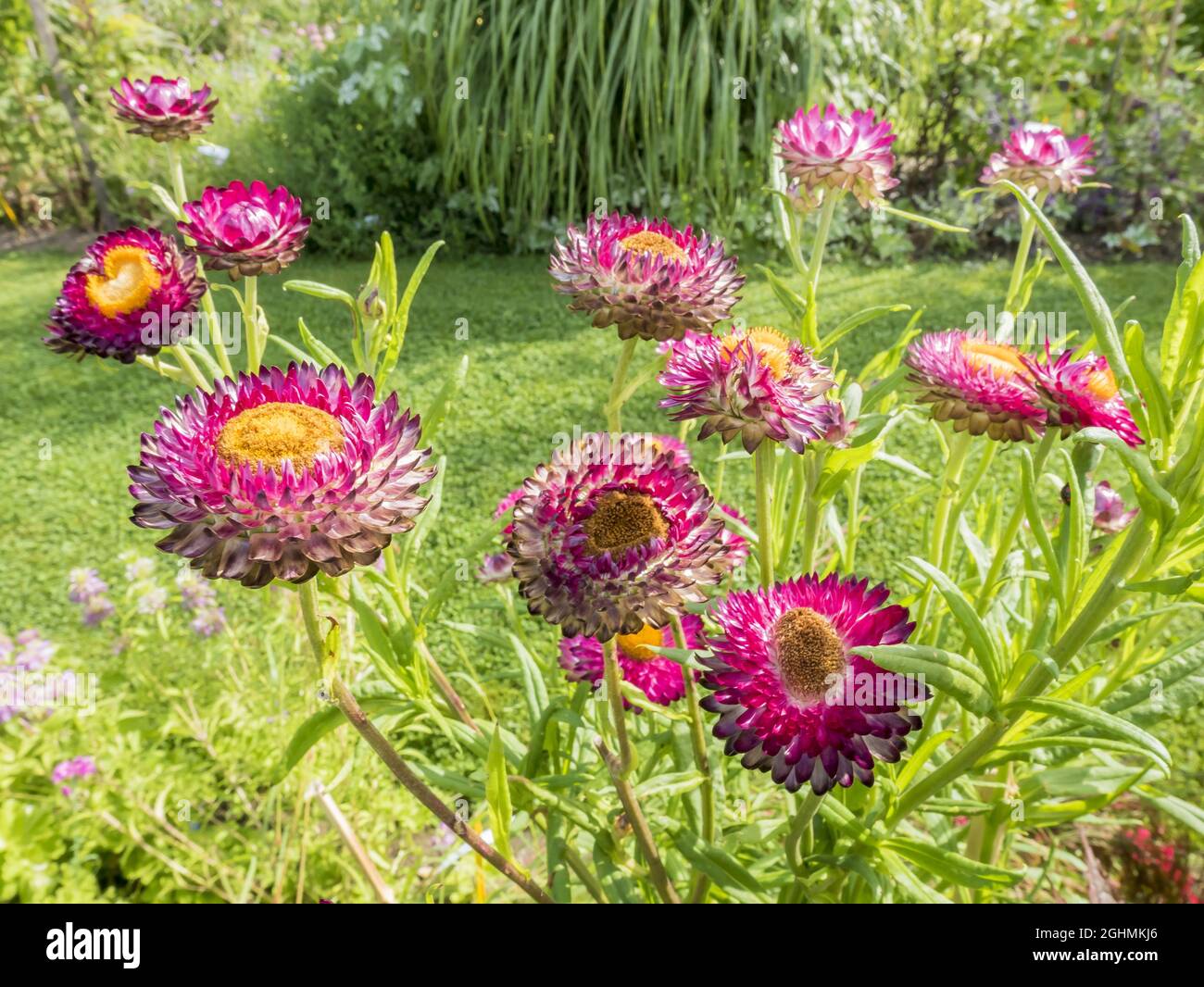 Bracteantha Bracteata High Resolution Stock Photography and Images - Alamy