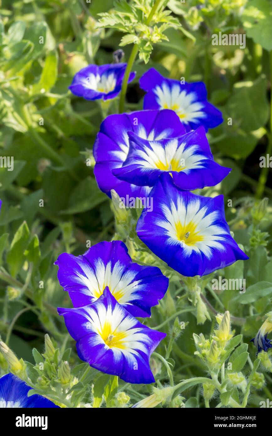 Convolvulus species hi-res stock photography and images - Alamy