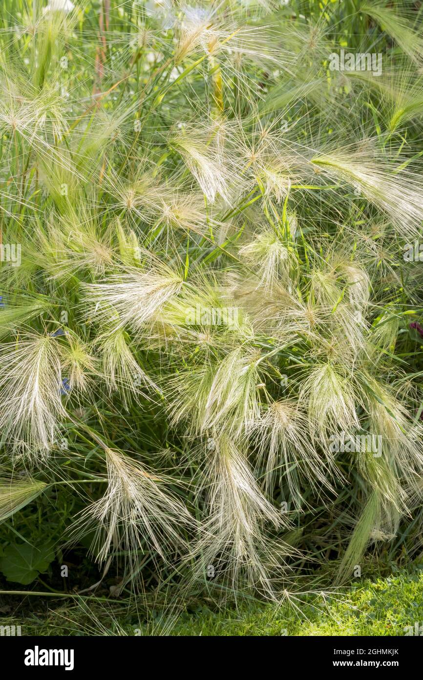 Hordeum jubatum hi-res stock photography and images - Alamy